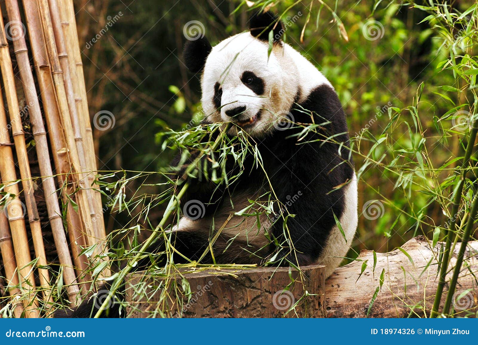 Panda géant photo stock. Image du herbivore, culture - 18974326