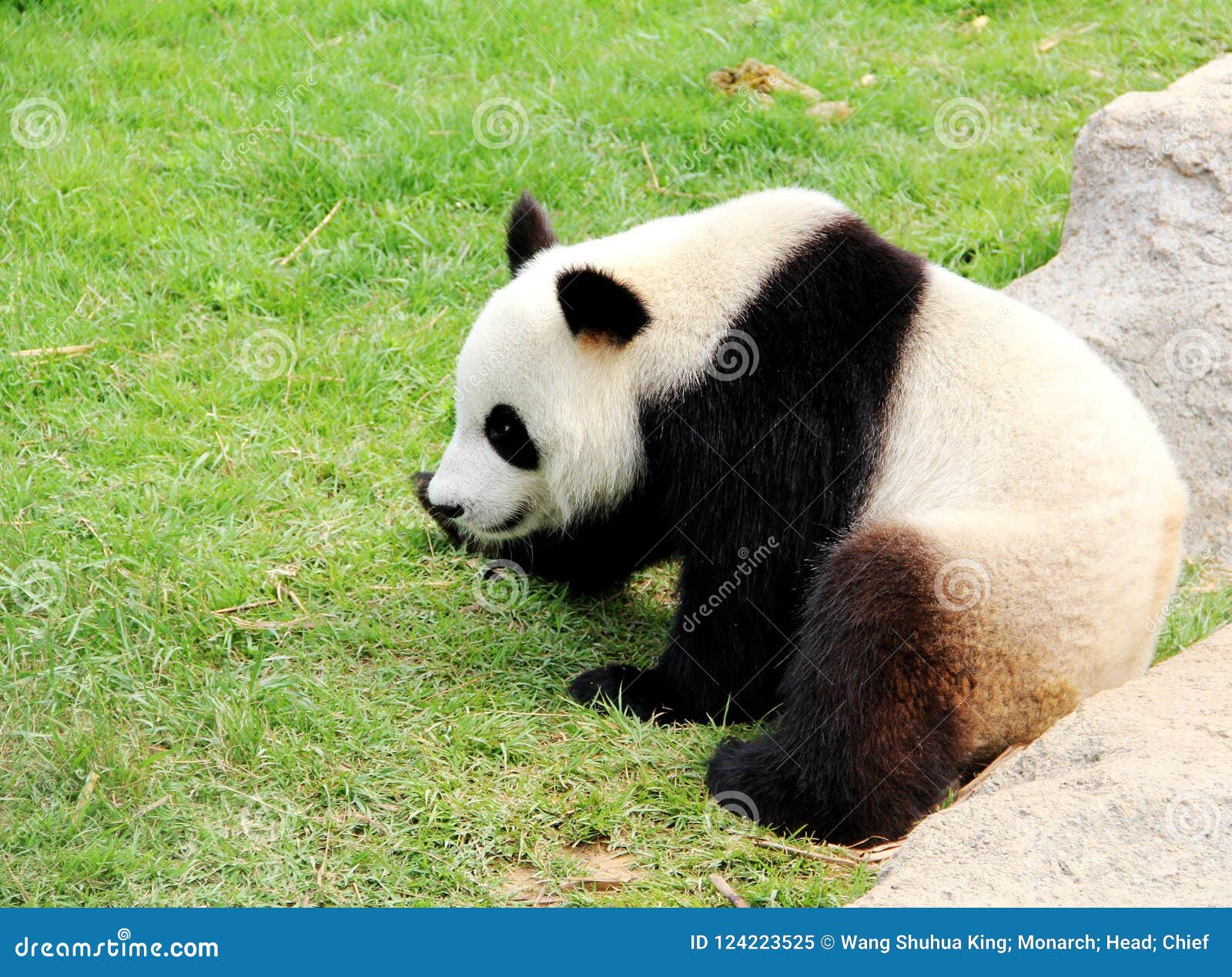 Panda; Gato De Oso; Binturong Imagen de archivo - Imagen de hermosa ...