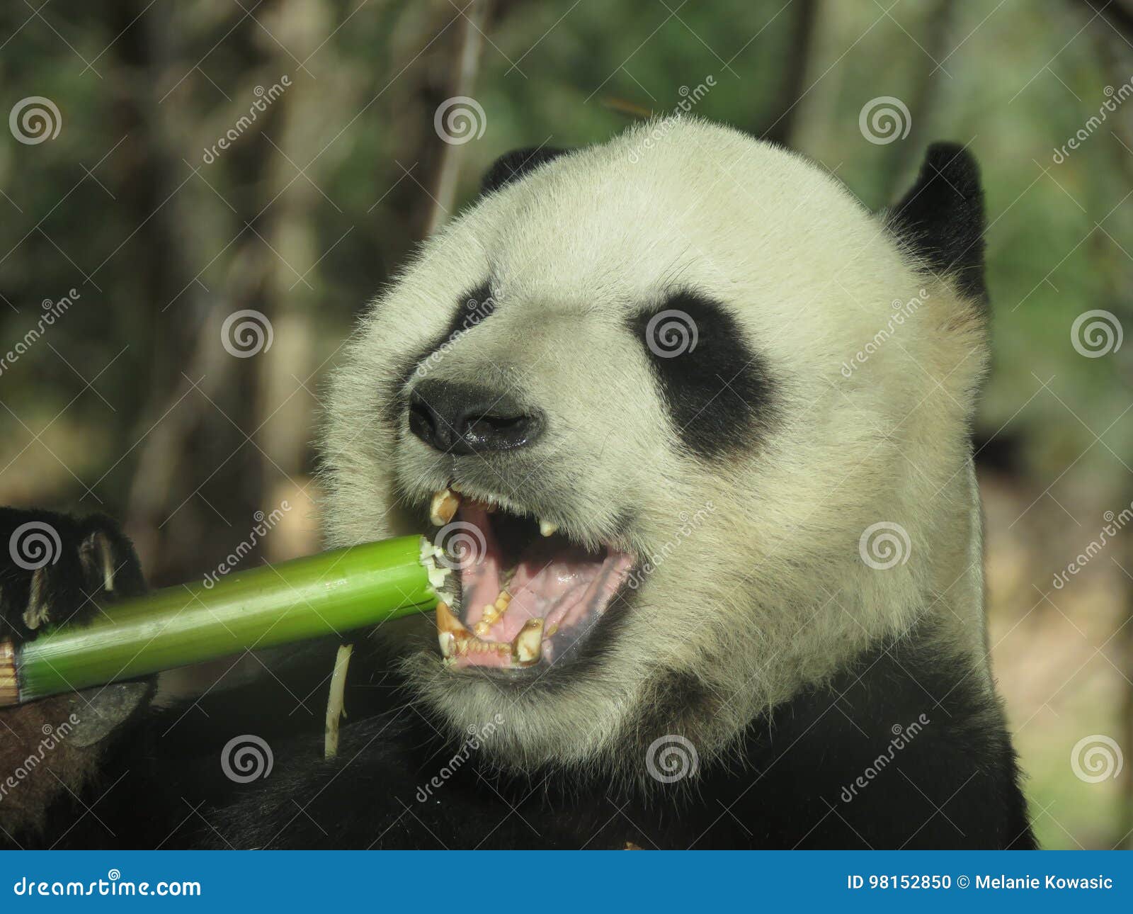 The Panda stock photo. Image of stick, eating, bamboo - 98152850