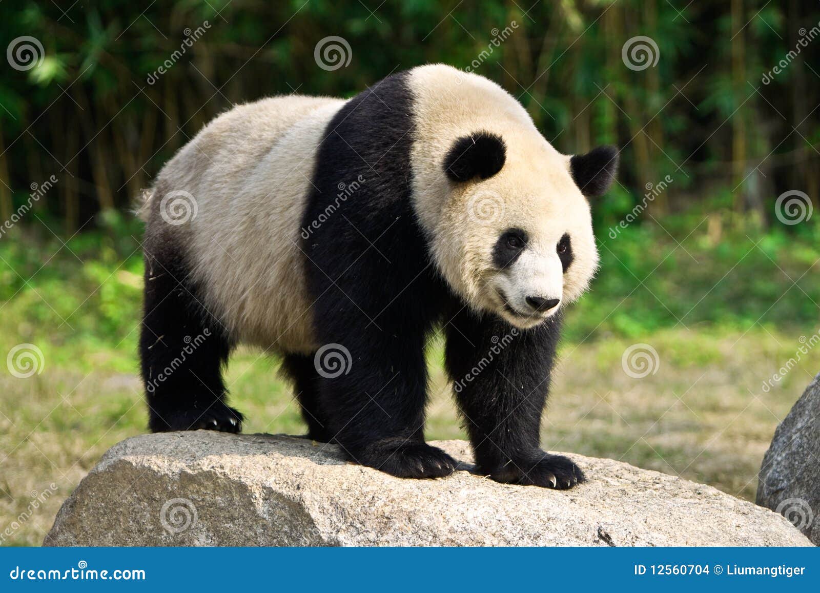 PANDA GIGANTE fotografia stock. Immagine di panda, corsa - 12560704