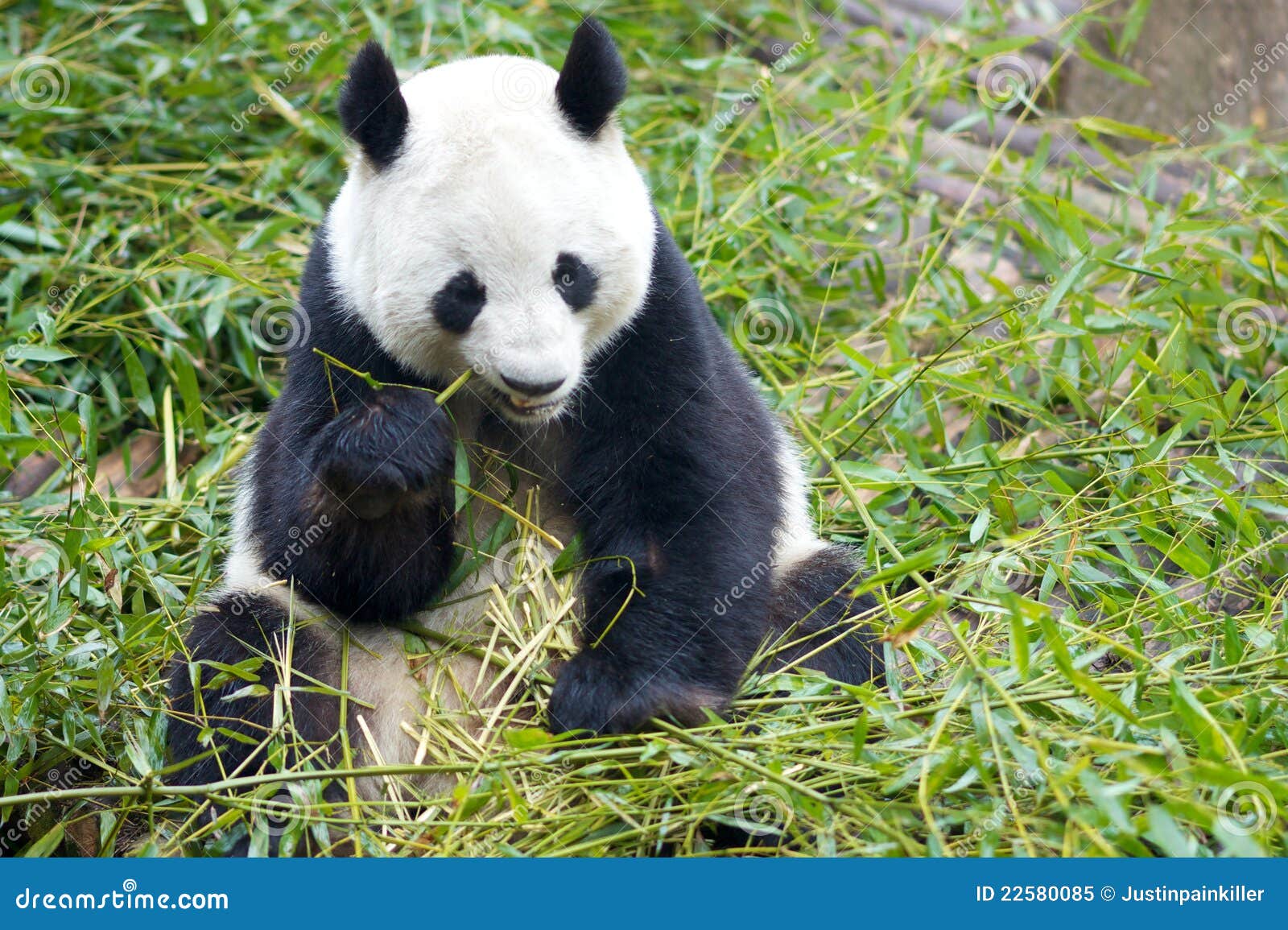 Panda gigante immagine stock. Immagine di abbas, orizzontale - 22580085