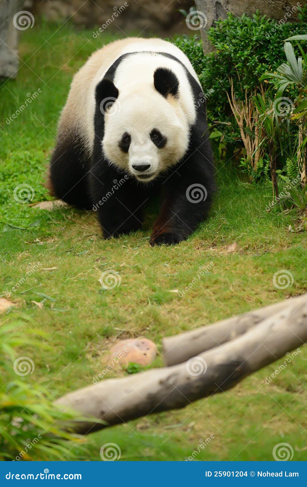 Panda gigante foto de archivo. Imagen de bosque, verde - 25901204