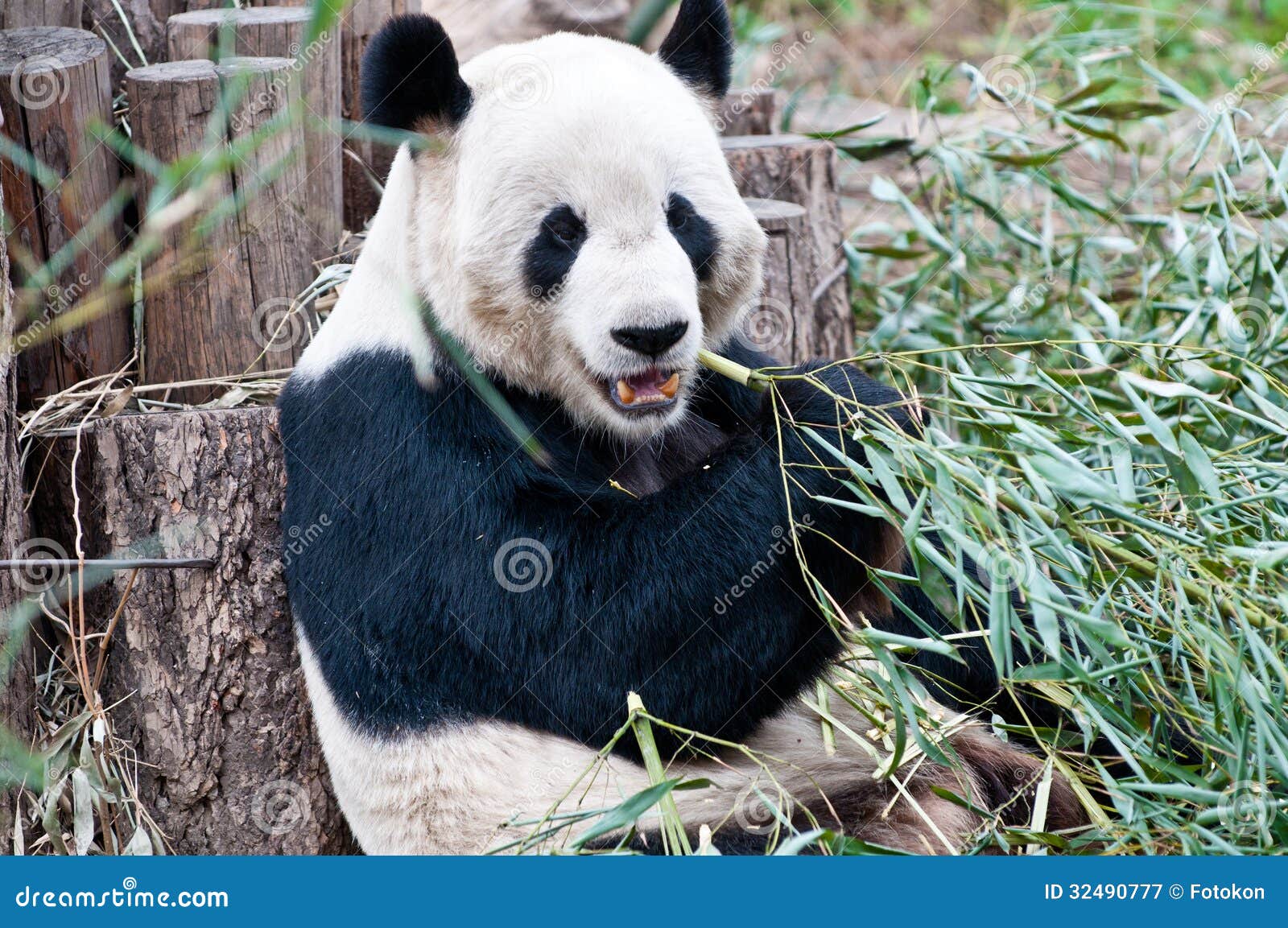 Panda gigante imagem de stock. Imagem de chinês, urso - 32490777
