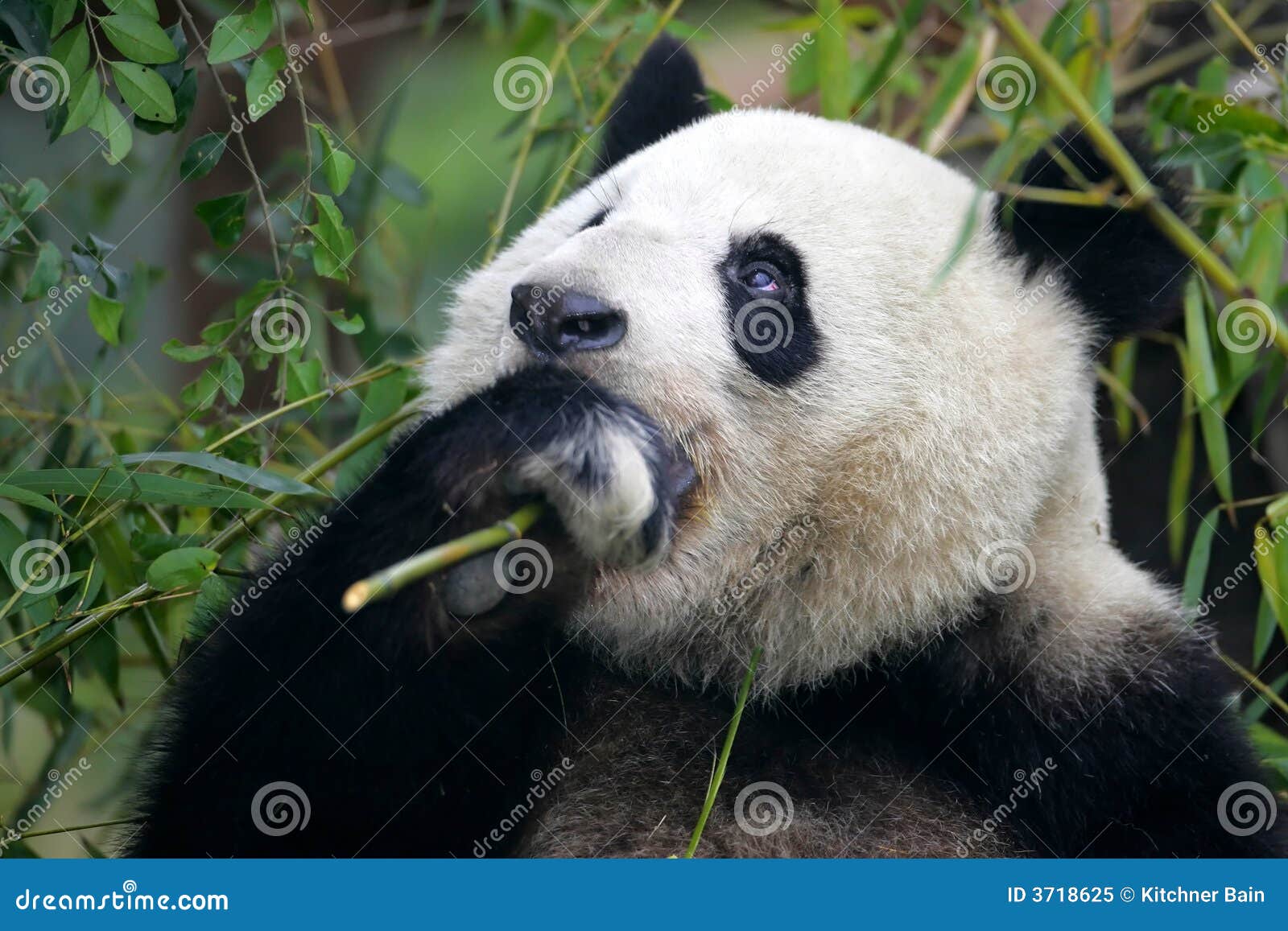 Panda gigante immagine stock. Immagine di orso, panda - 3718625
