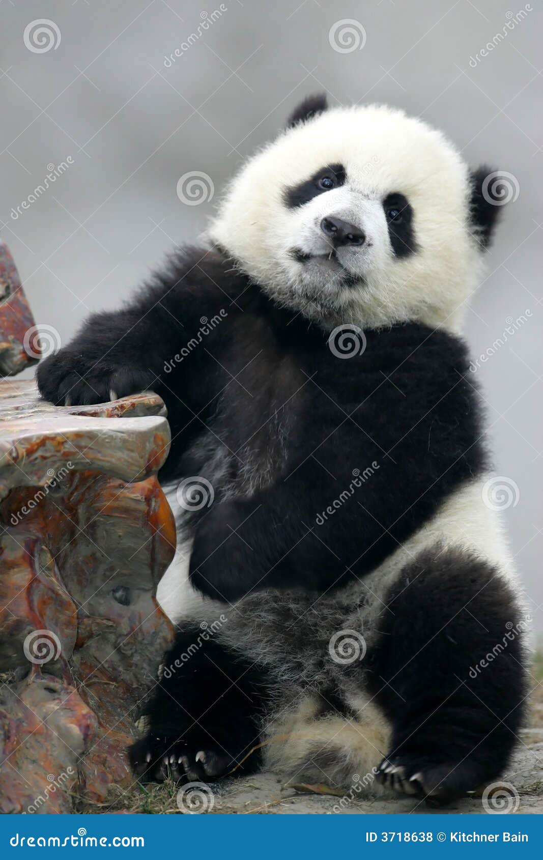 Panda gigante foto de stock. Imagem de animal, filhote - 3718638