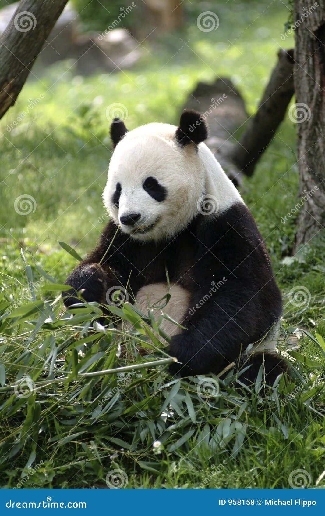 Panda gigante foto de archivo. Imagen de animales, animal - 958158