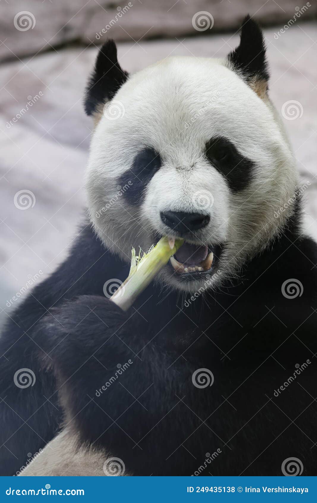 Panda Gigante Ailuropoda Melanoleuca Comendo Bambu Foto de Stock ...