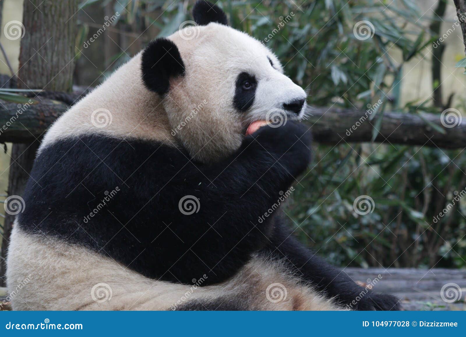 Panda gigante in Cina fotografia stock. Immagine di faccia - 104977028