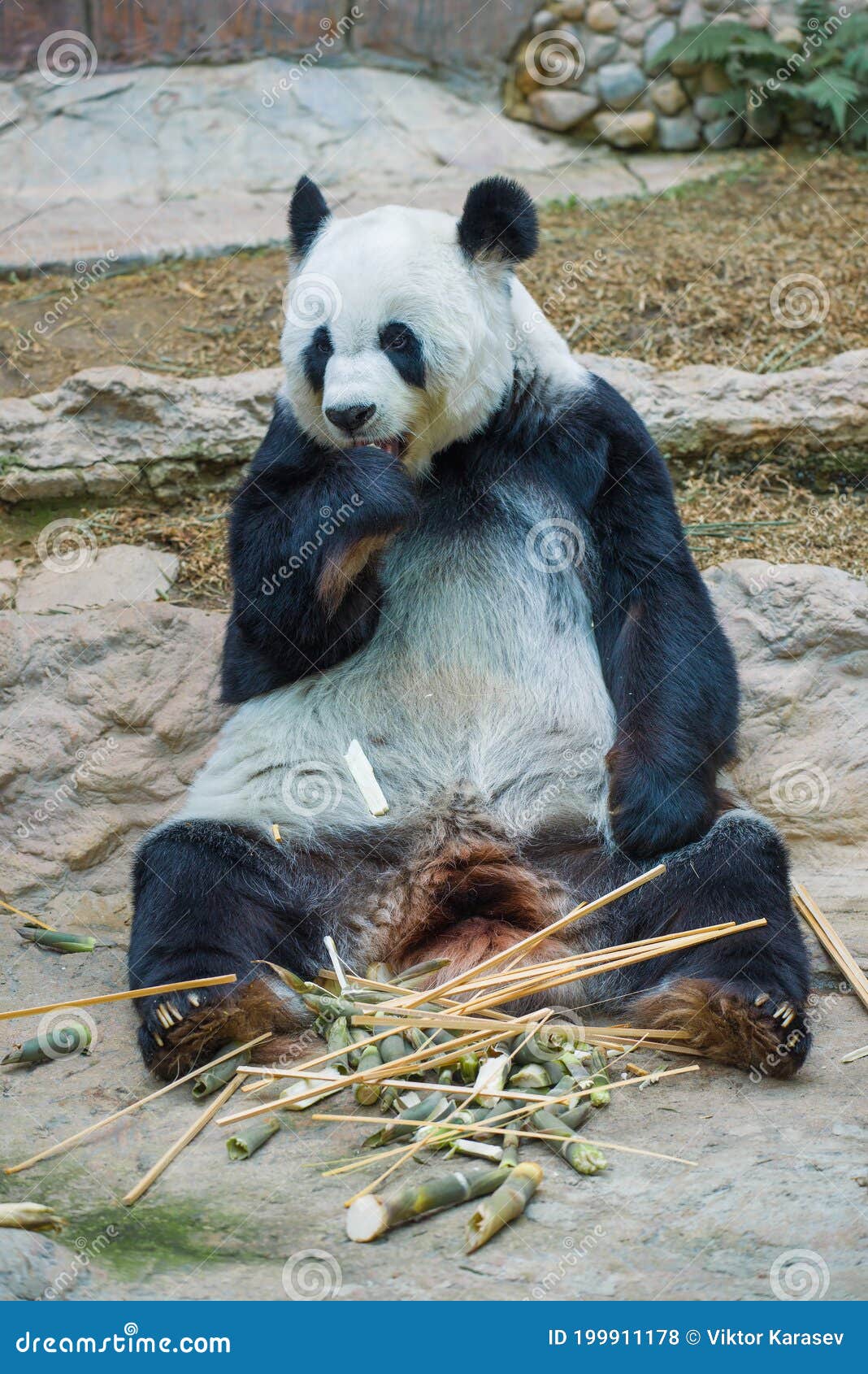 Panda Gigante Comiendo Chiang Mai Foto de archivo - Imagen de coma ...