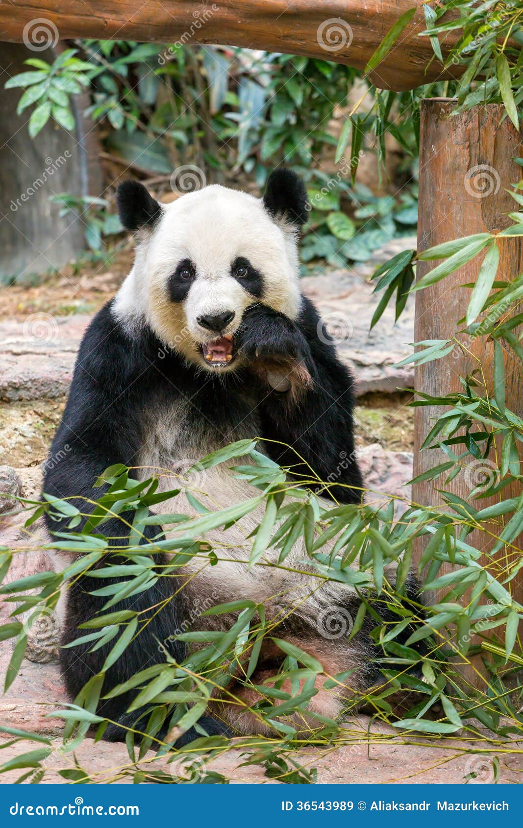 Panda Gigante Que Come O Bambu Imagem de Stock - Imagem de cauda, bambu ...