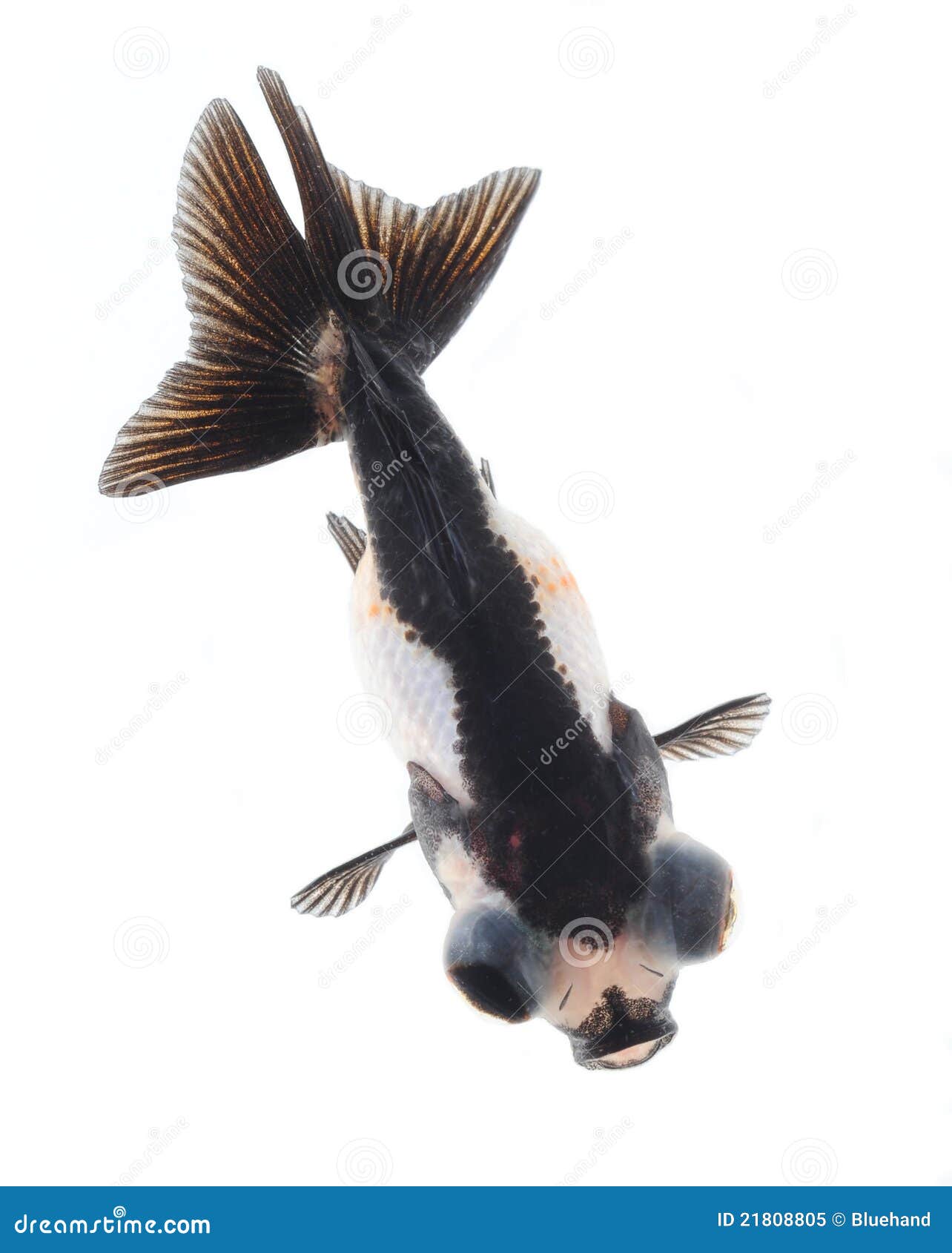 Panda Goldfish Isolated on White Background Stock Image - Image of ...