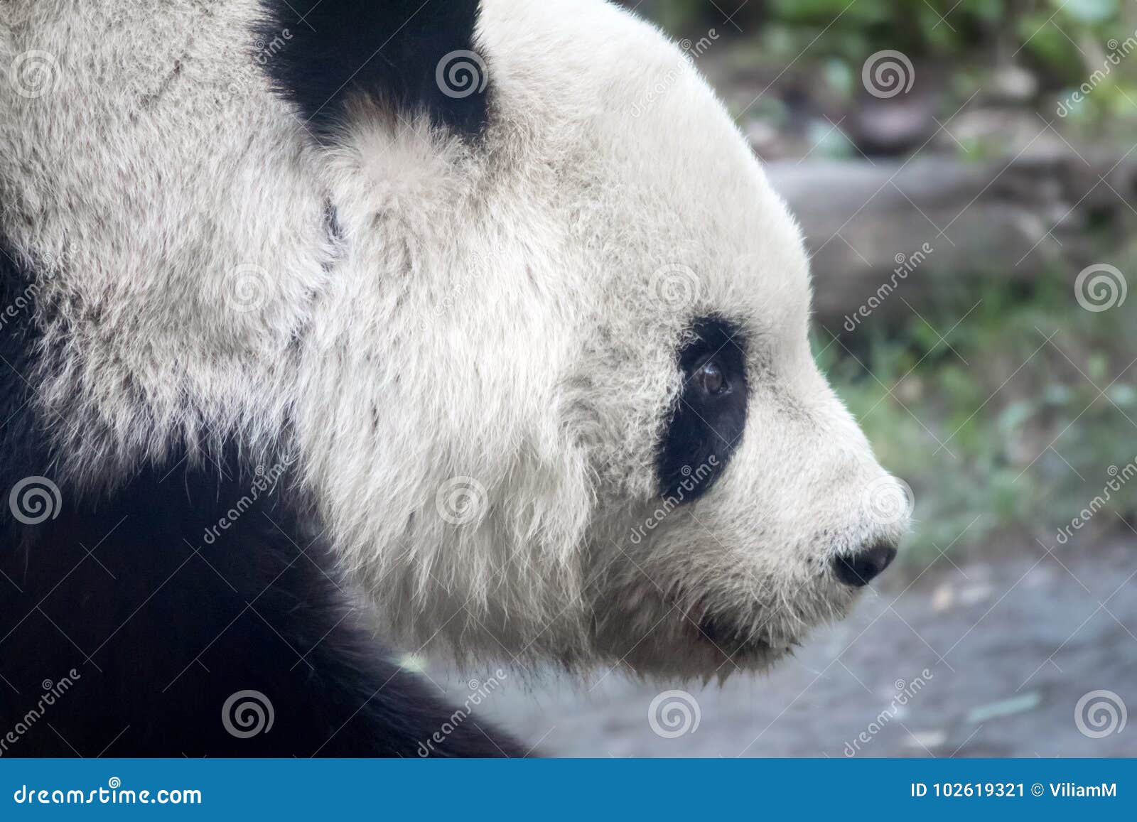 Panda Head imagem de stock. Imagem de animal, orelha - 102619321