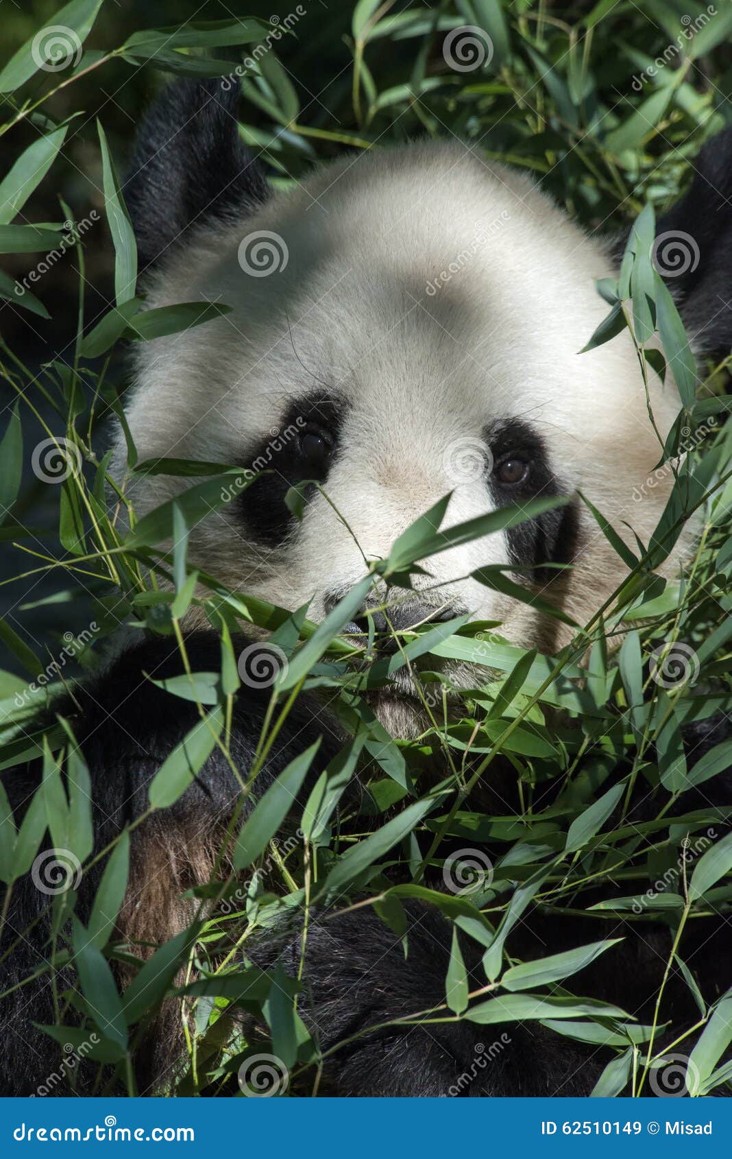 Panda stock image. Image of white, thicketn, balck, head - 62510149