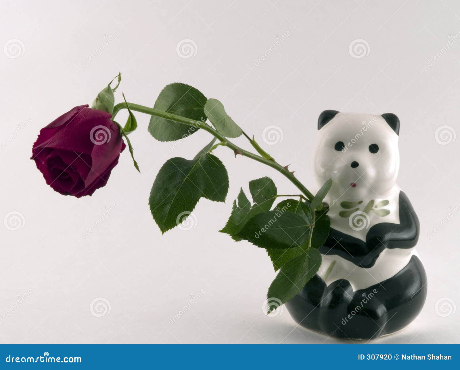 Panda holding a rose stock photo. Image of china, vegetarian - 307920