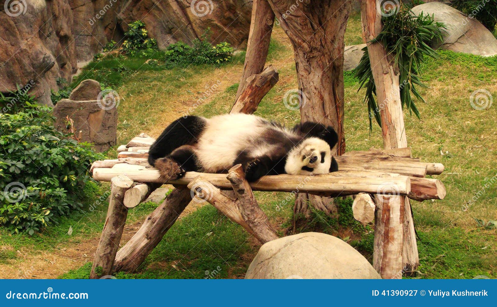 Panda stock image. Image of panda, nature, mammals, black - 41390927