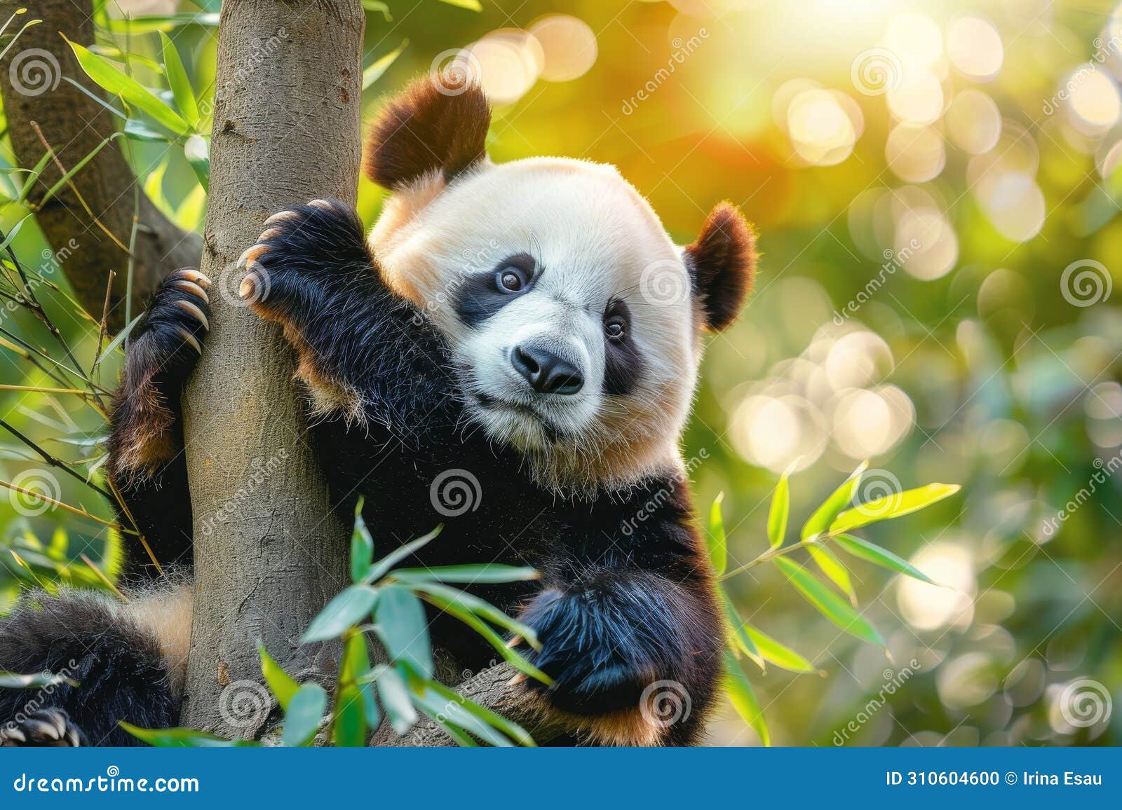 Panda hugging tree trunk stock photo. Image of cuddly - 310604600