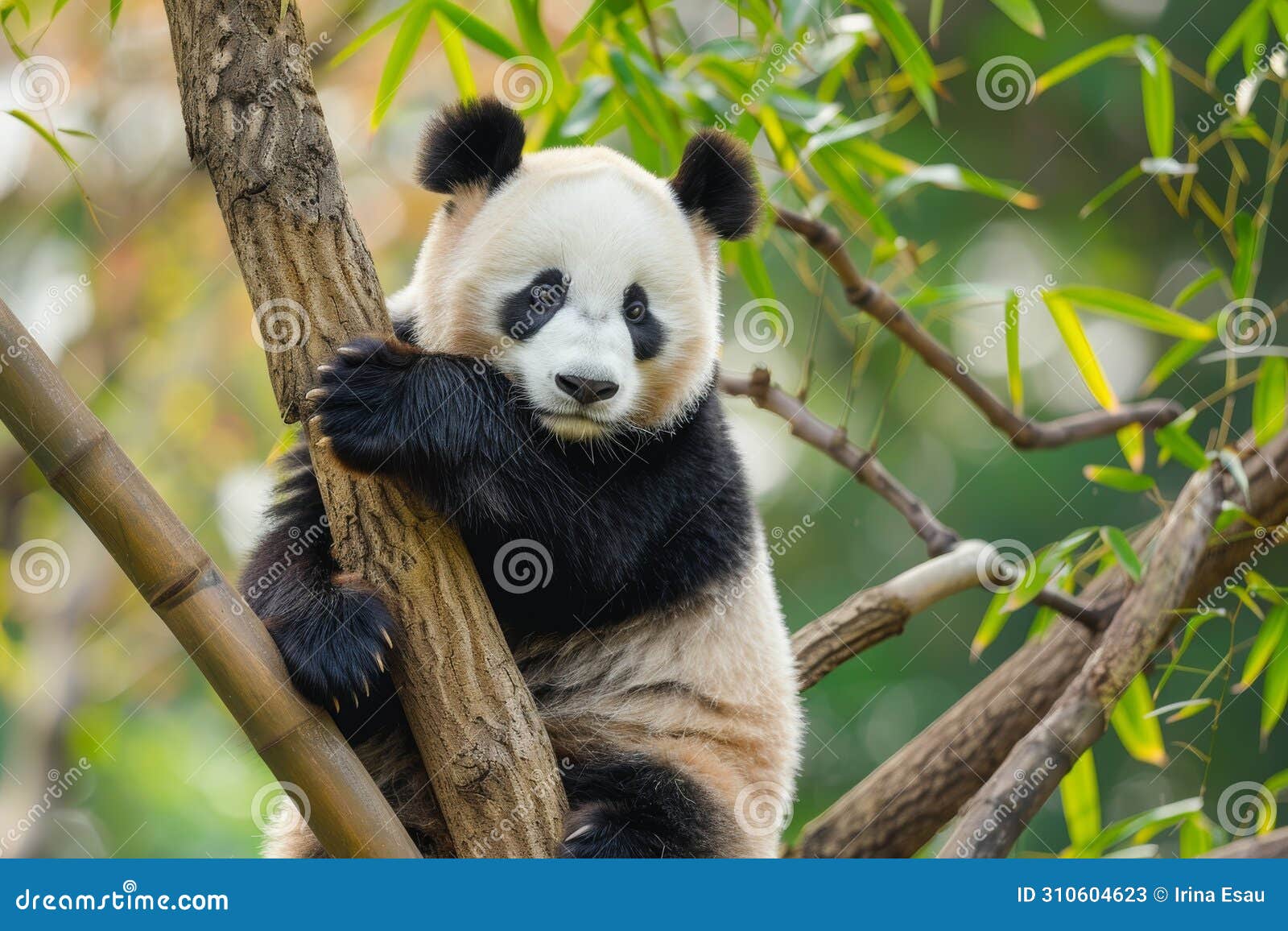 Panda hugging tree trunk stock image. Image of green - 310604623