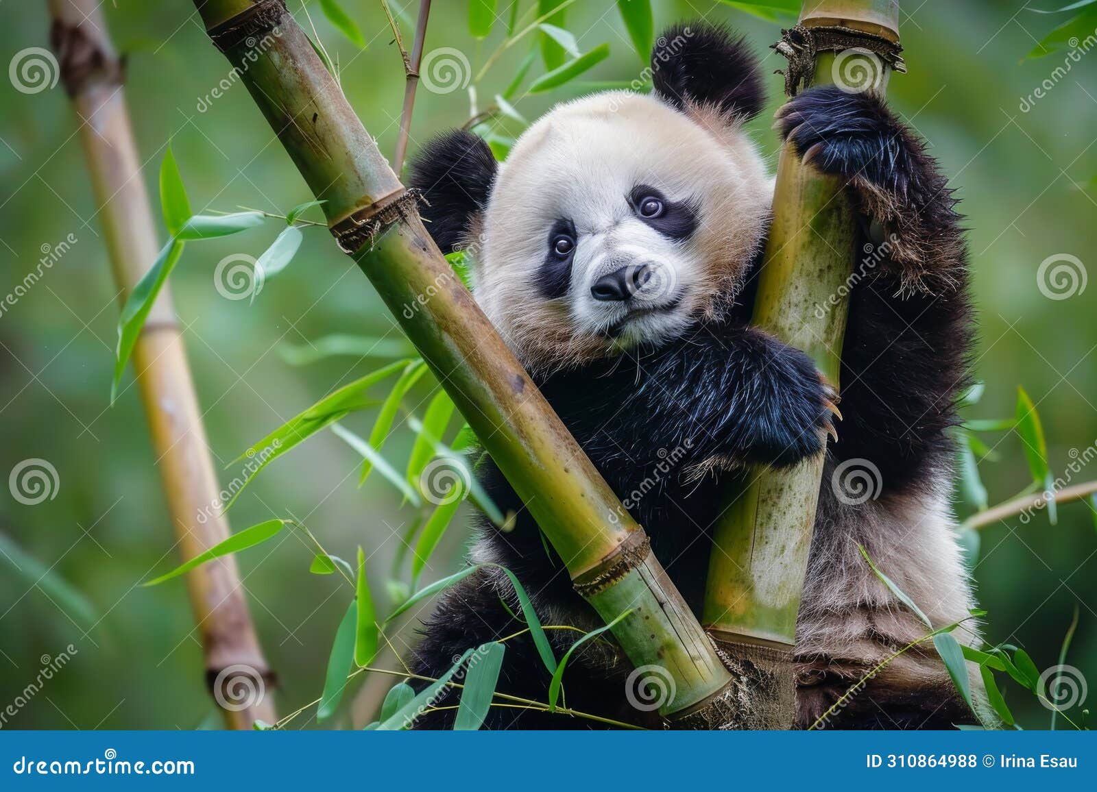 Panda hugging tree trunk stock photo. Image of green - 310864988