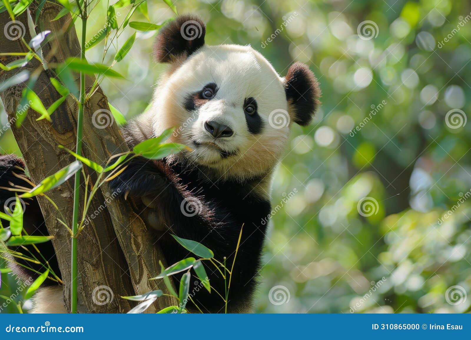Panda hugging tree trunk stock photo. Image of cute - 310865000