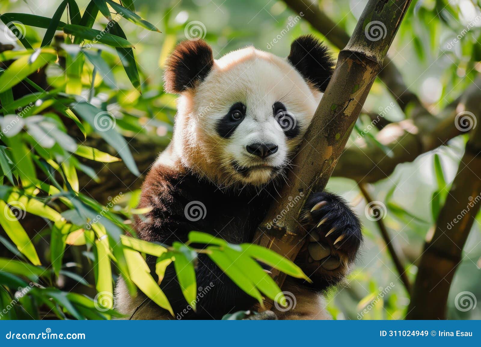 Panda hugging tree trunk stock image. Image of habitat - 311024949