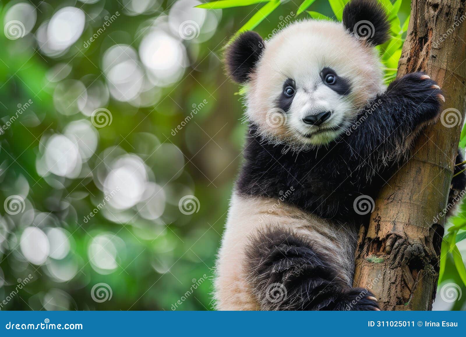 Panda hugging tree trunk stock image. Image of black - 311025011