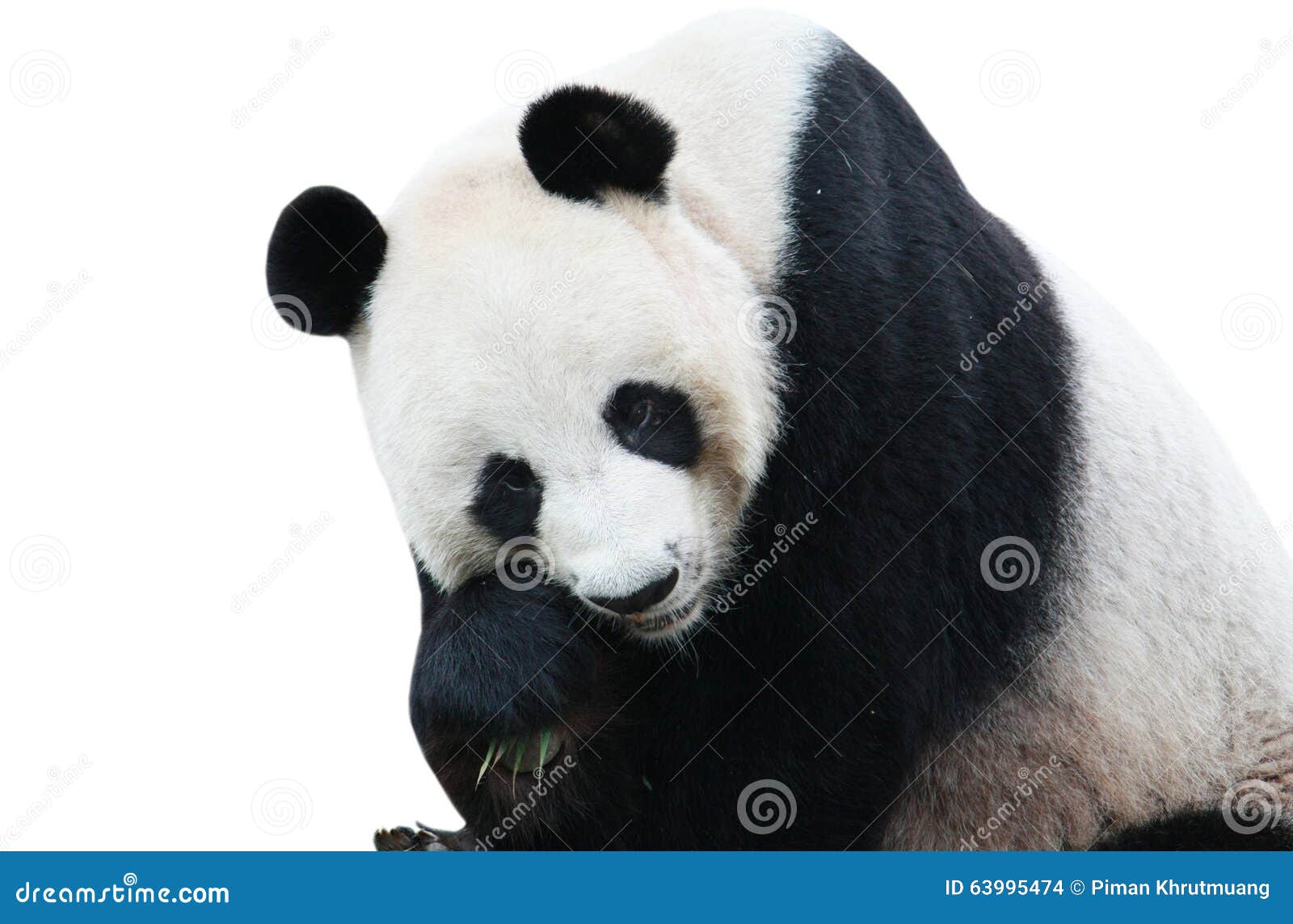 Panda isolated on white stock photo. Image of white, tourism - 63995474