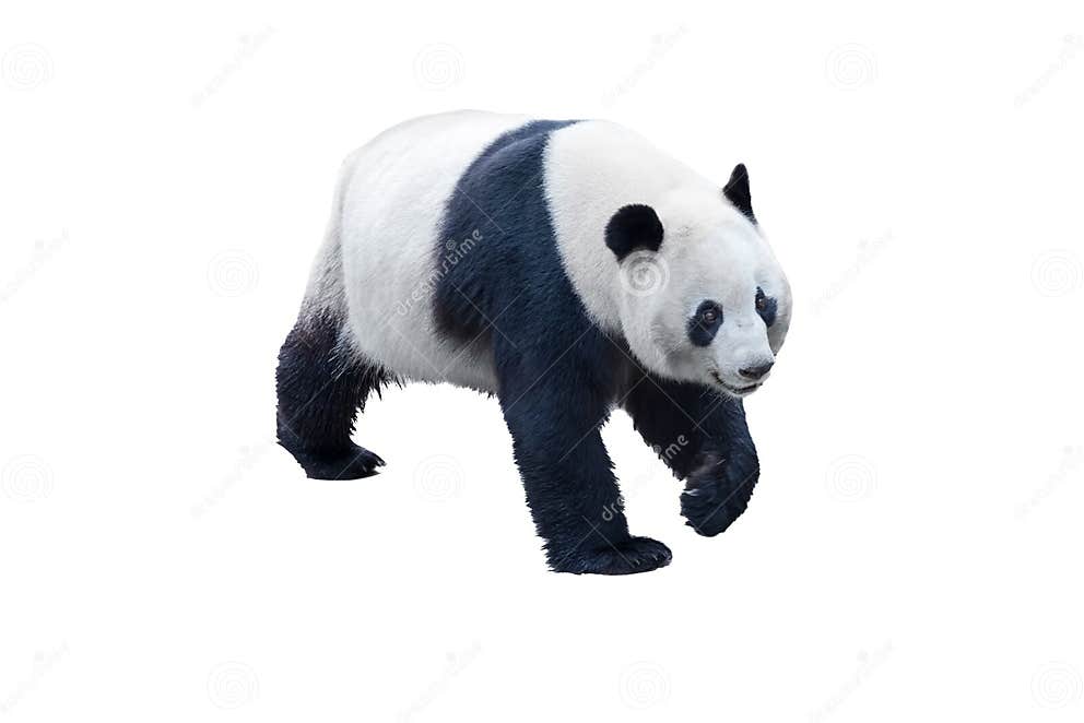 Panda isolated on white stock photo. Image of background - 90440776