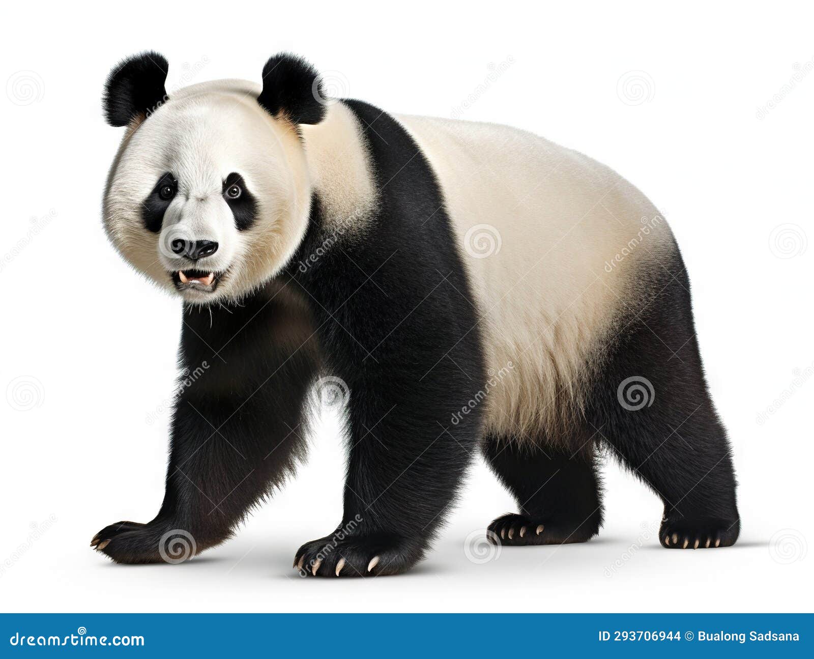 Panda isolated on white stock illustration. Illustration of white ...