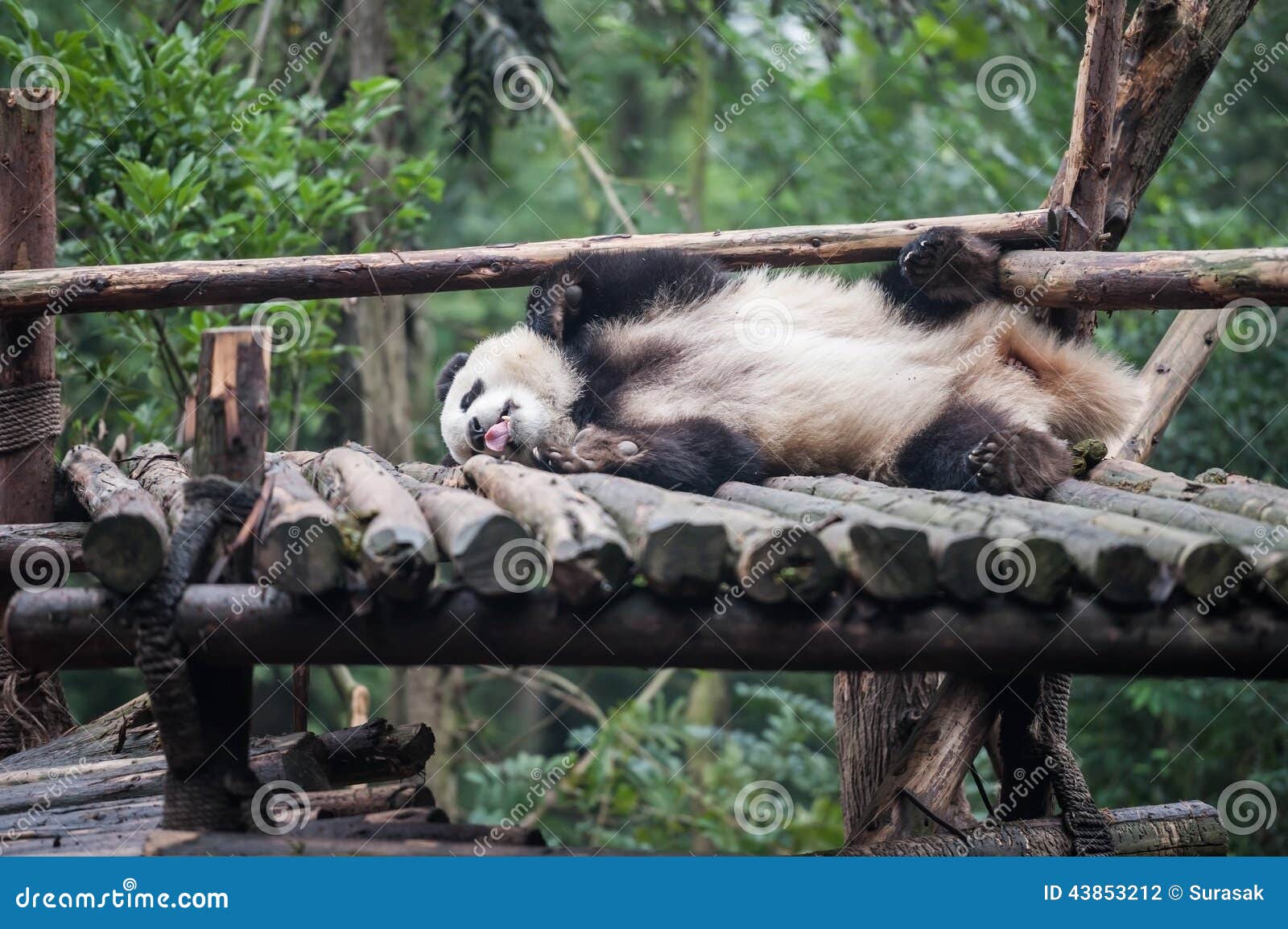 Panda in the jungle stock photo. Image of giant, posing - 43853212