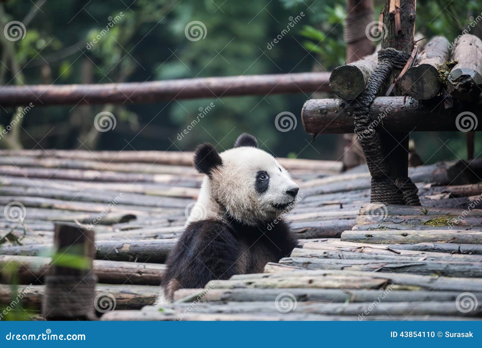 Panda in the jungle stock photo. Image of sichuan, asia - 43854110