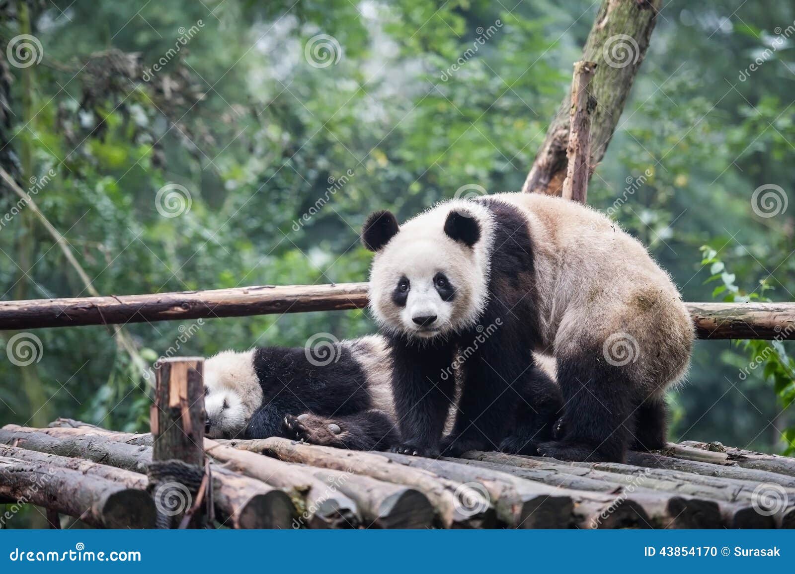 Panda in the jungle stock photo. Image of orient, color - 43854170