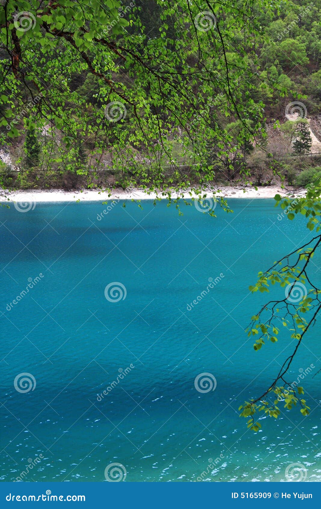 Panda lake stock image. Image of green, forest, china - 5165909