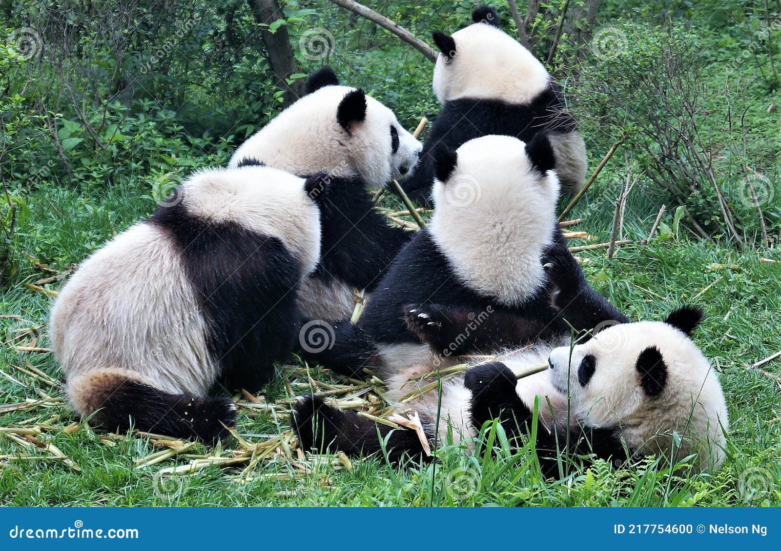 Panda Living in China Sichuan Conservatory Stock Photo - Image of baby ...