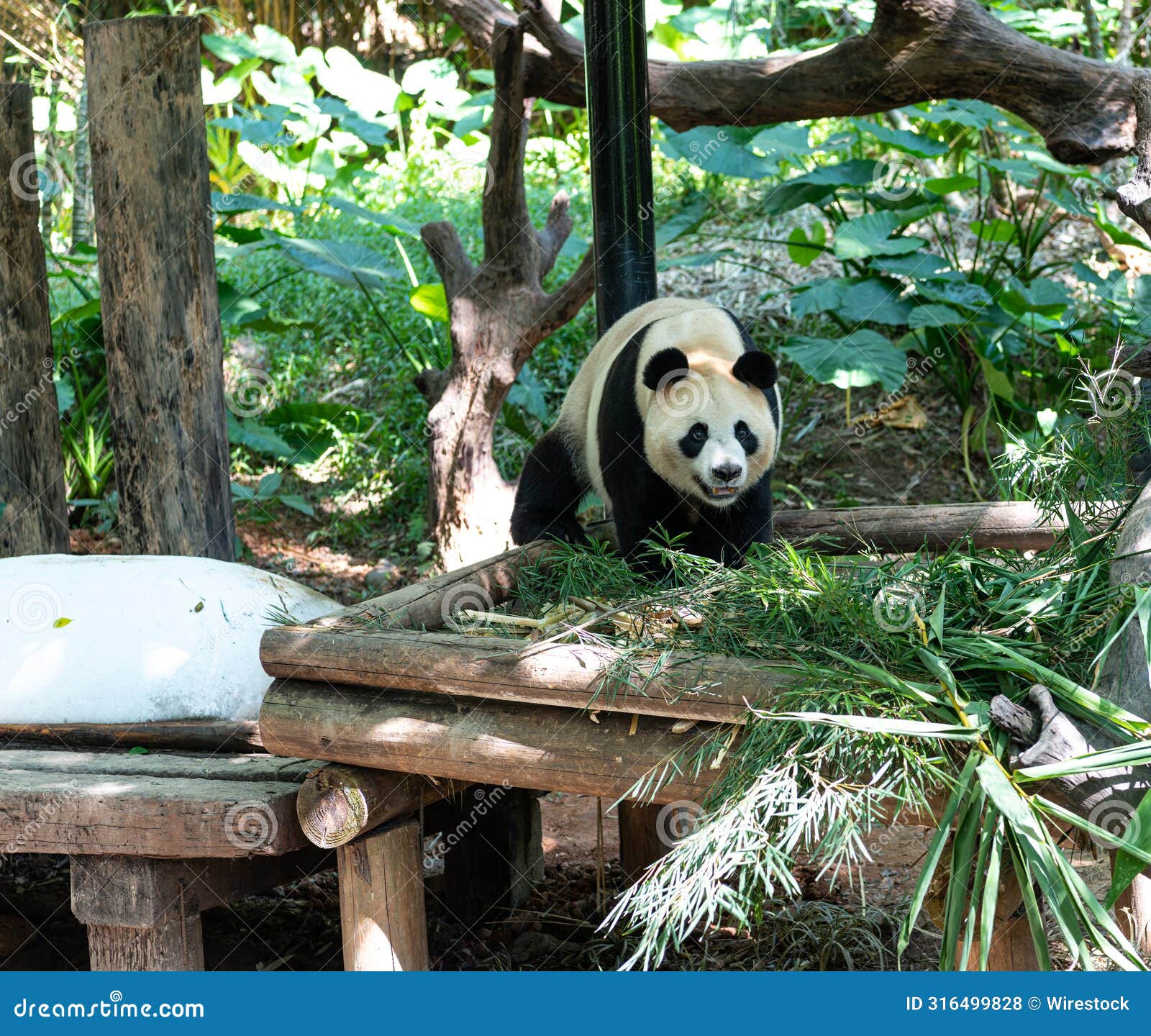 Panda in a Lush Green Park with Wooden Structures Stock Photo - Image ...