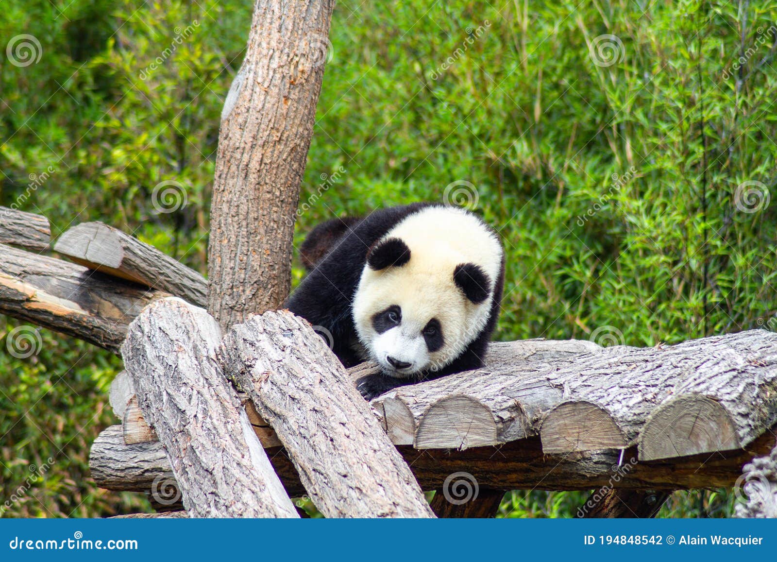 Panda lying stock photo. Image of wild, bamboo, nature - 194848542