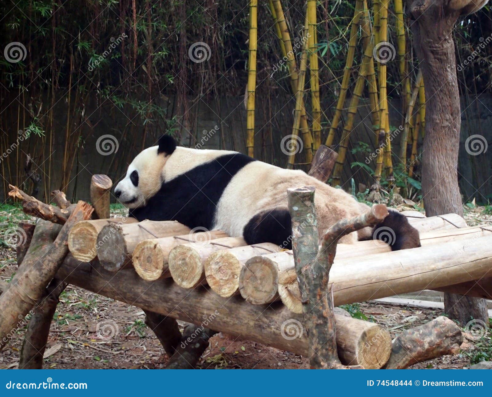 Panda lying stock photo. Image of smile, panda, cute - 74548444