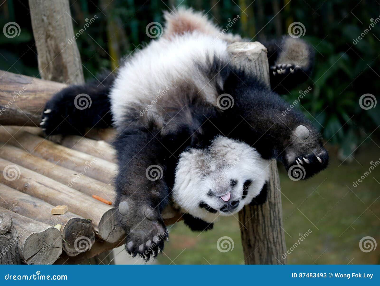 Panda stock image. Image of wildlife, bird, nature, snout - 87483493