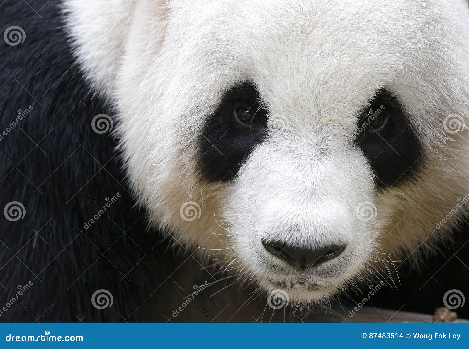 Panda stock photo. Image of colorful, snout, wild, tropic - 87483514
