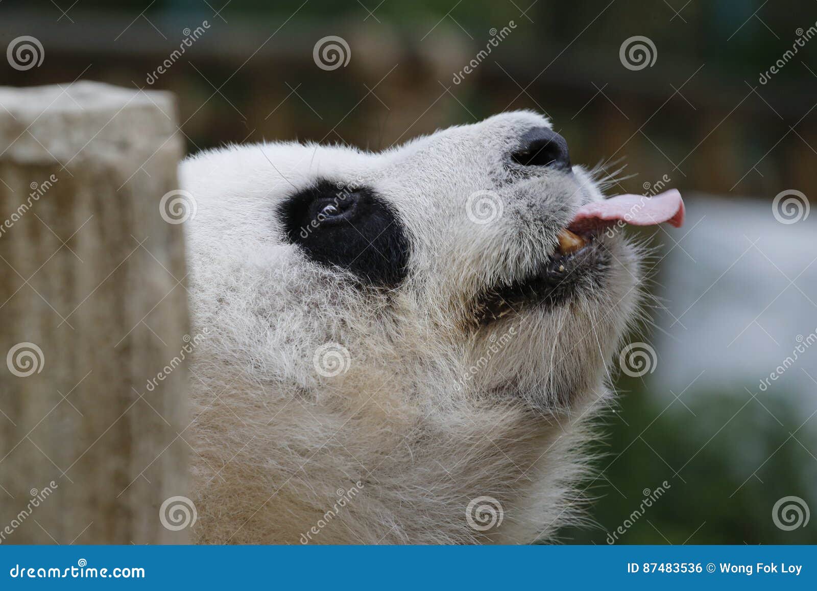 Panda stock photo. Image of wildlife, wild, snout, animal - 87483536