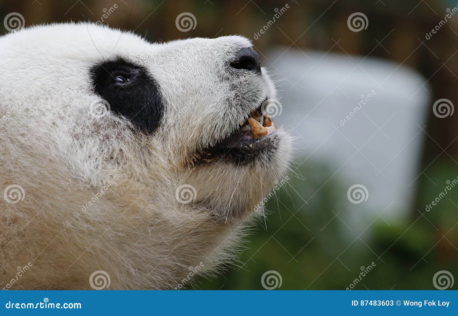 Panda stock image. Image of wildlife, nose, animal, tropic - 87483603