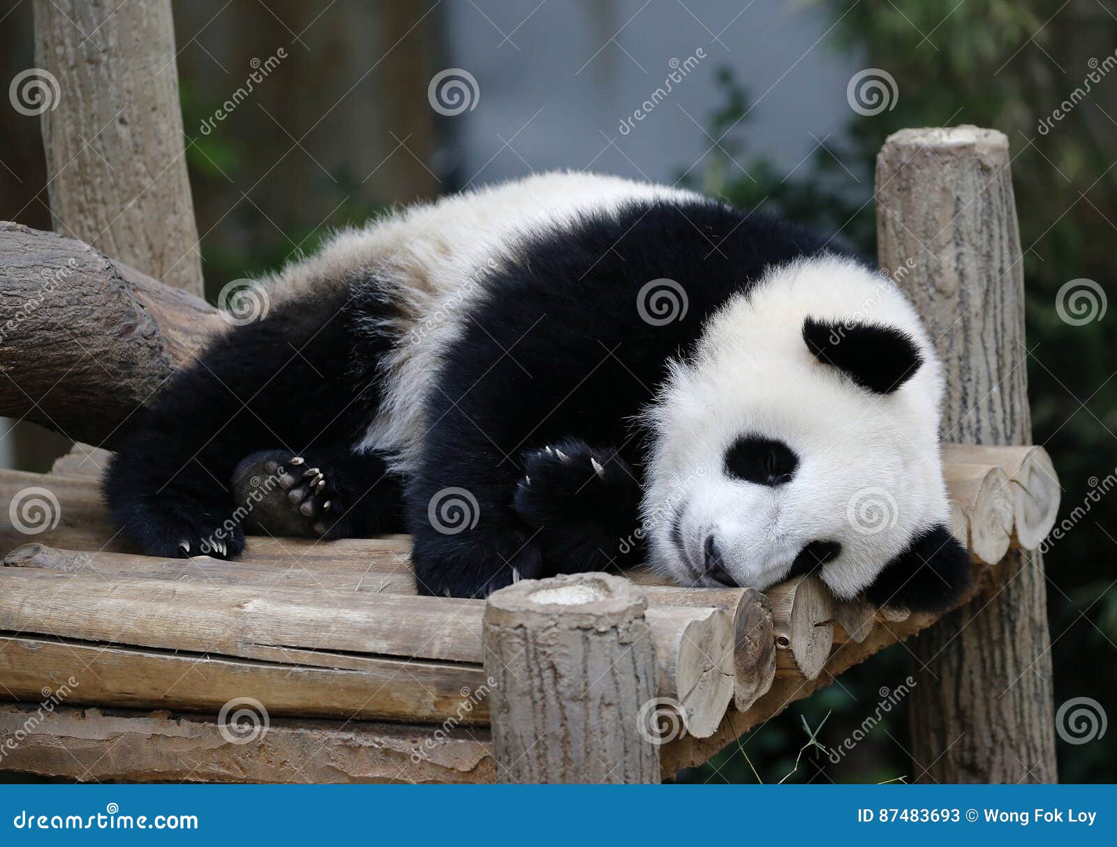 Panda stock image. Image of fauna, wild, bear, snout - 87483693