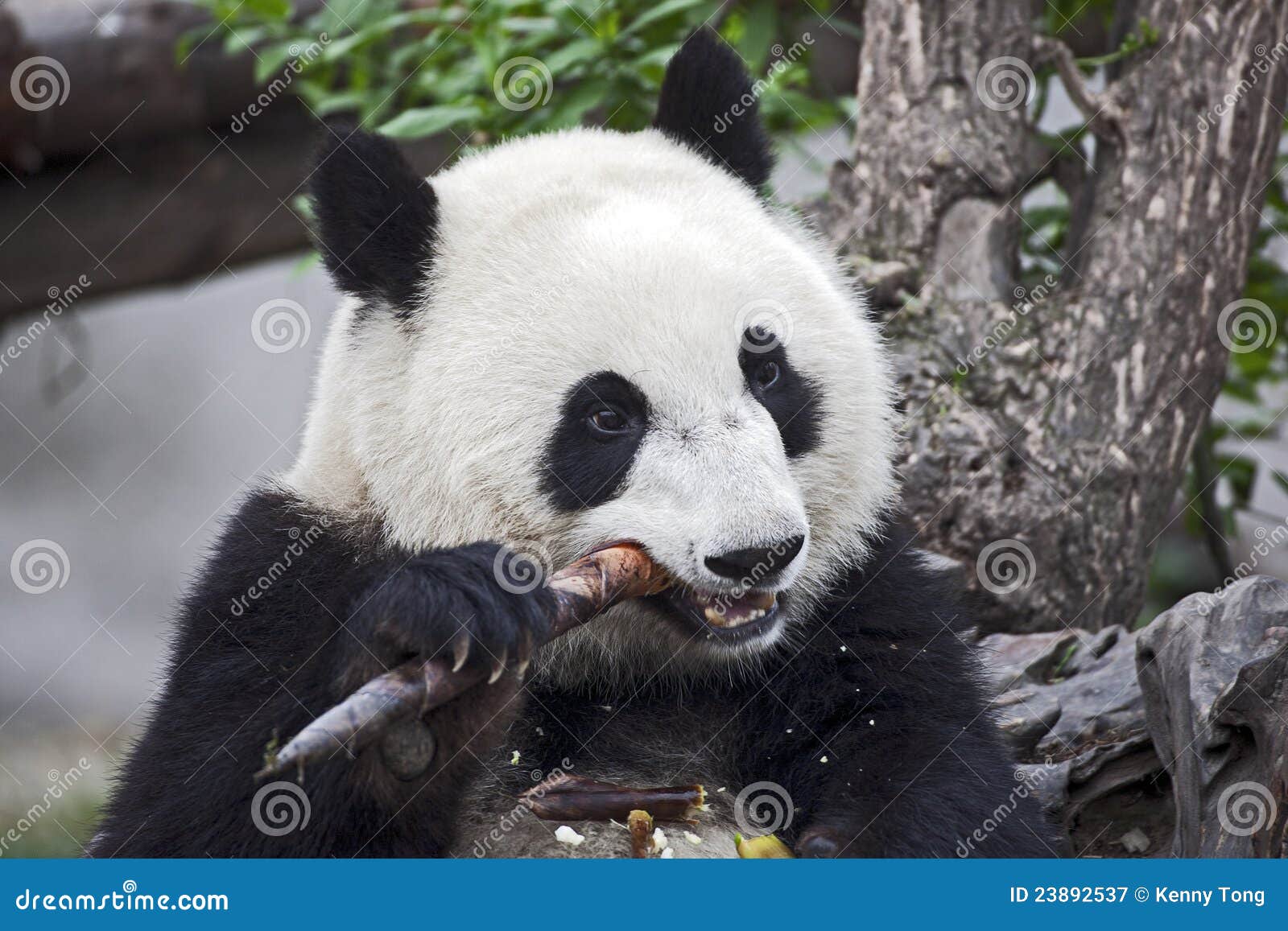 Panda Mangeant Une Pousse De Bambou Image stock - Image du national ...