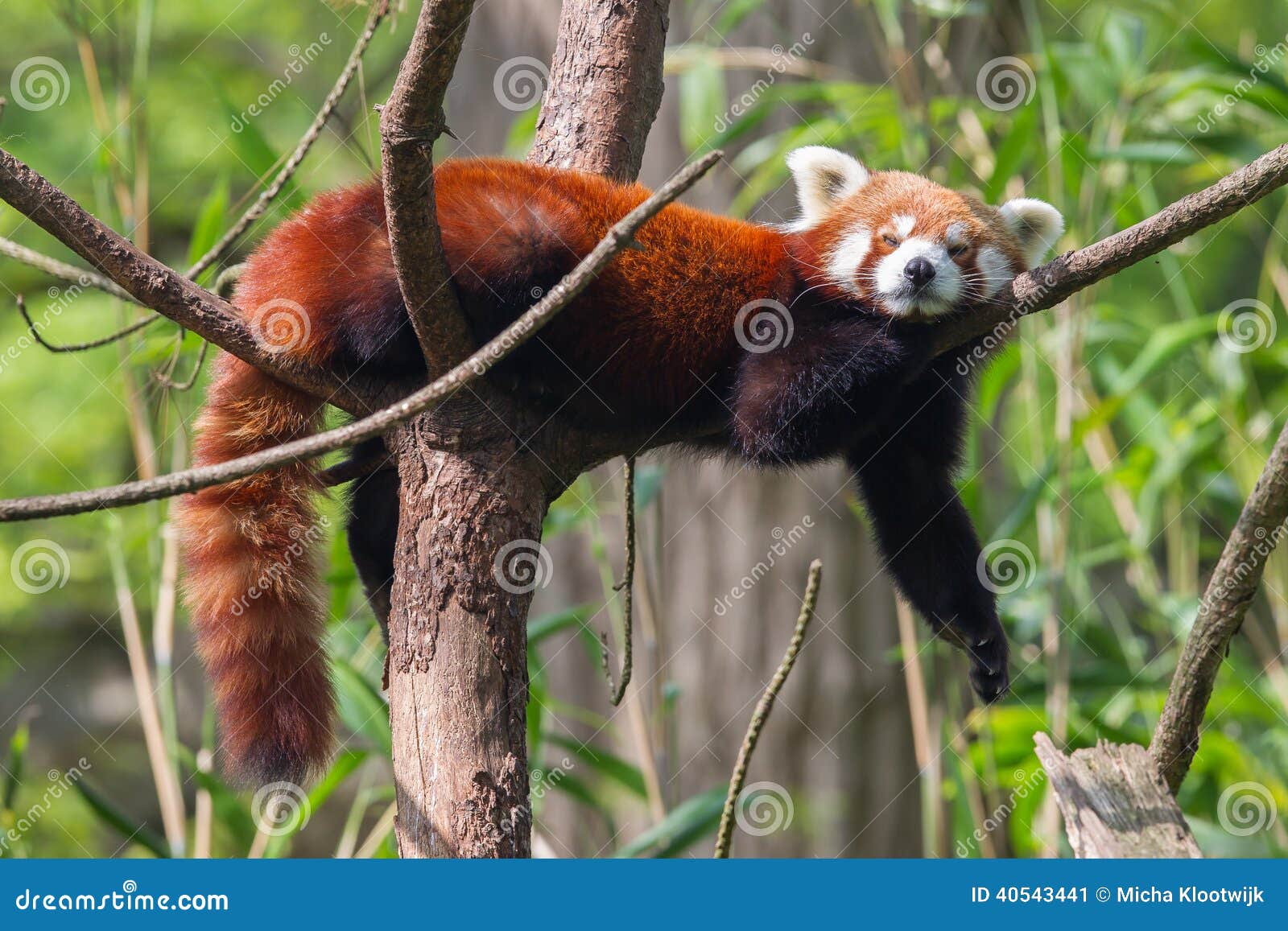 Panda Minore, Firefox O Lesser Panda Immagine Stock - Immagine di nero ...