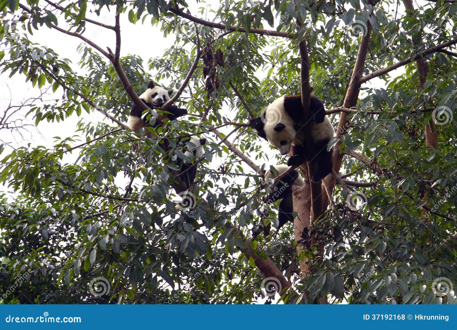 Panda op boom stock foto. Image of zeldzaam, bedreigd - 37192168