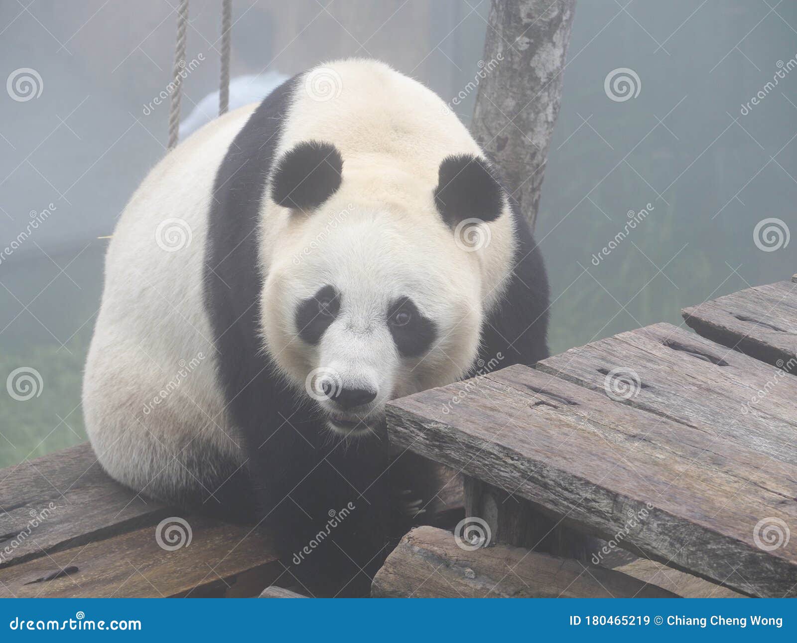 Panda in Panda Palace Indonesia Safari Park Stock Image - Image of wild ...