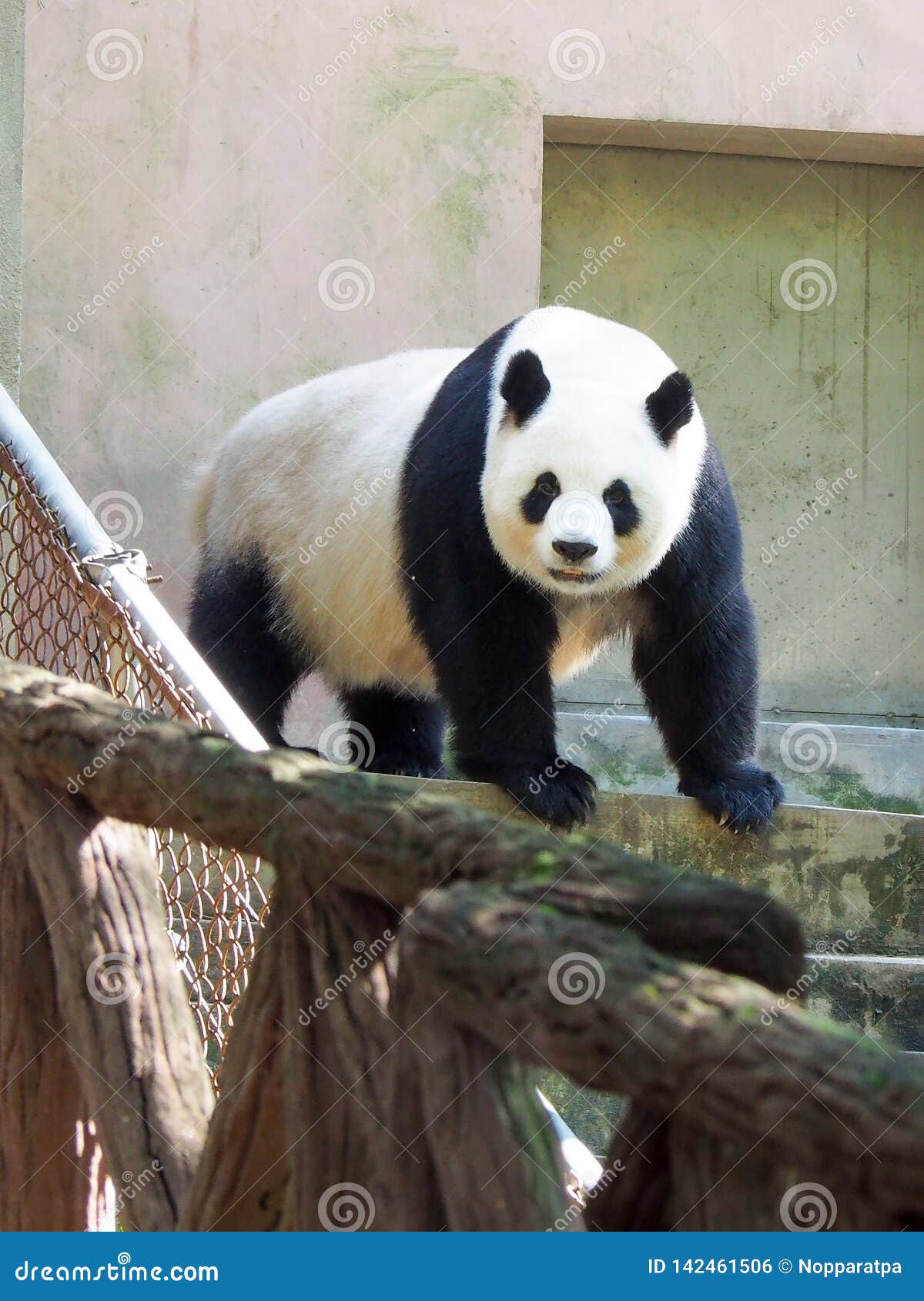 Panda stock photo. Image of standing, china, chinaanimal - 142461506
