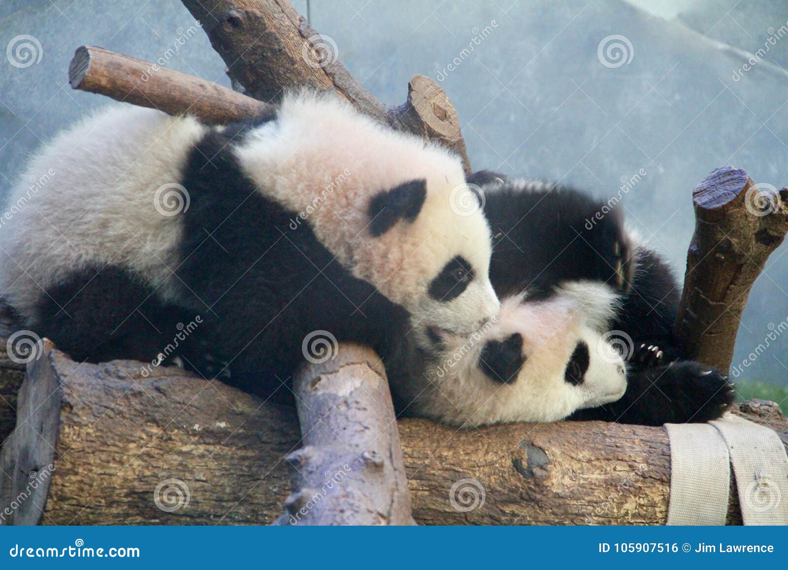 Panda Play photo stock. Image du panda, ours, pièce - 105907516