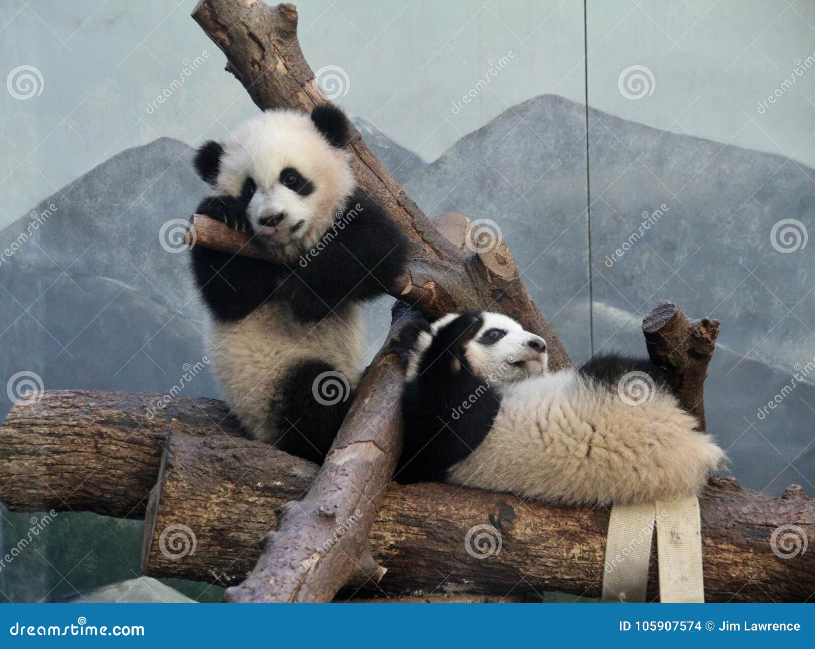 Panda Play stock photo. Image of twins, atlanta, bear - 105907574