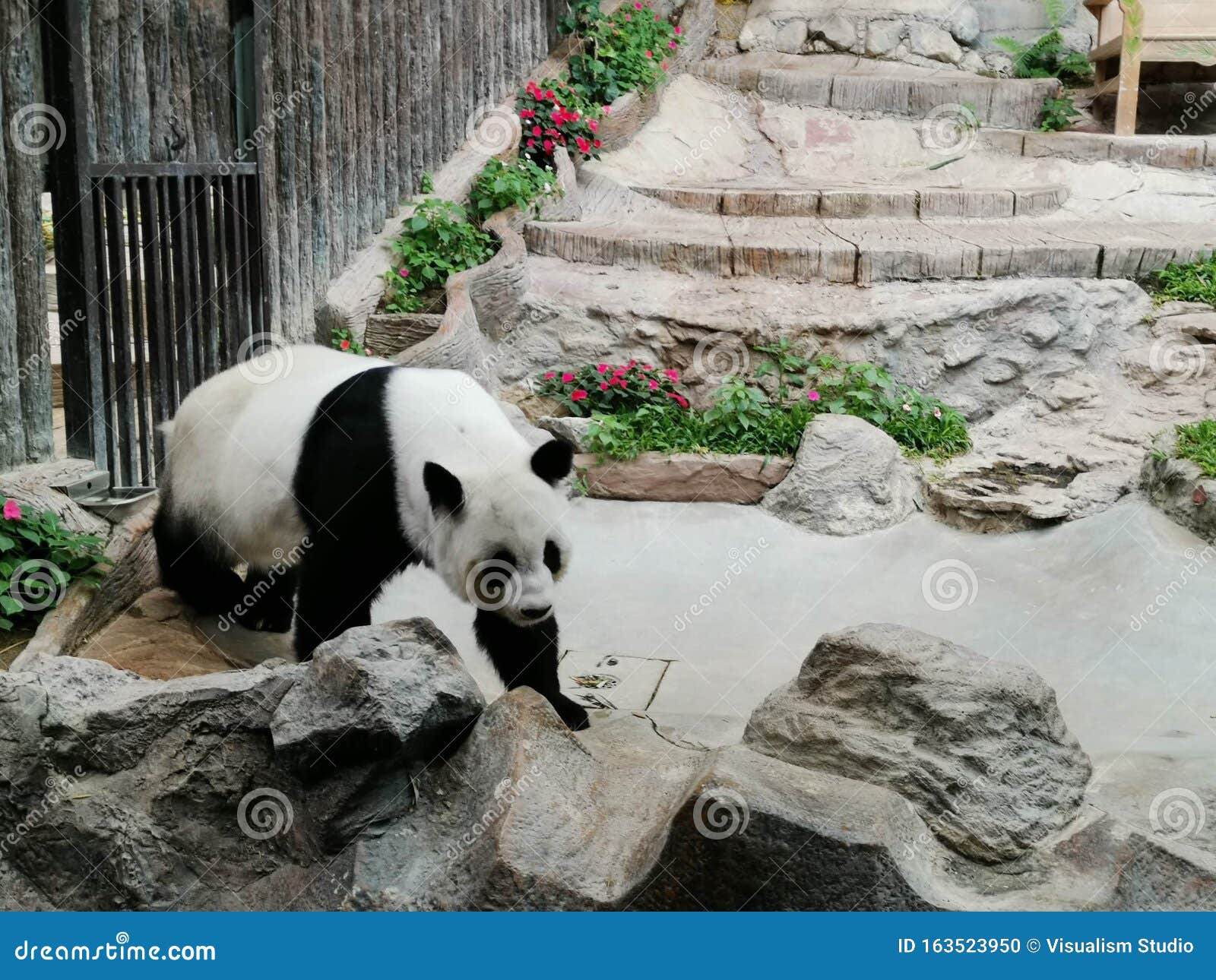 A Panda is Playing on a Rock in a Cage Stock Photo - Image of feeding ...