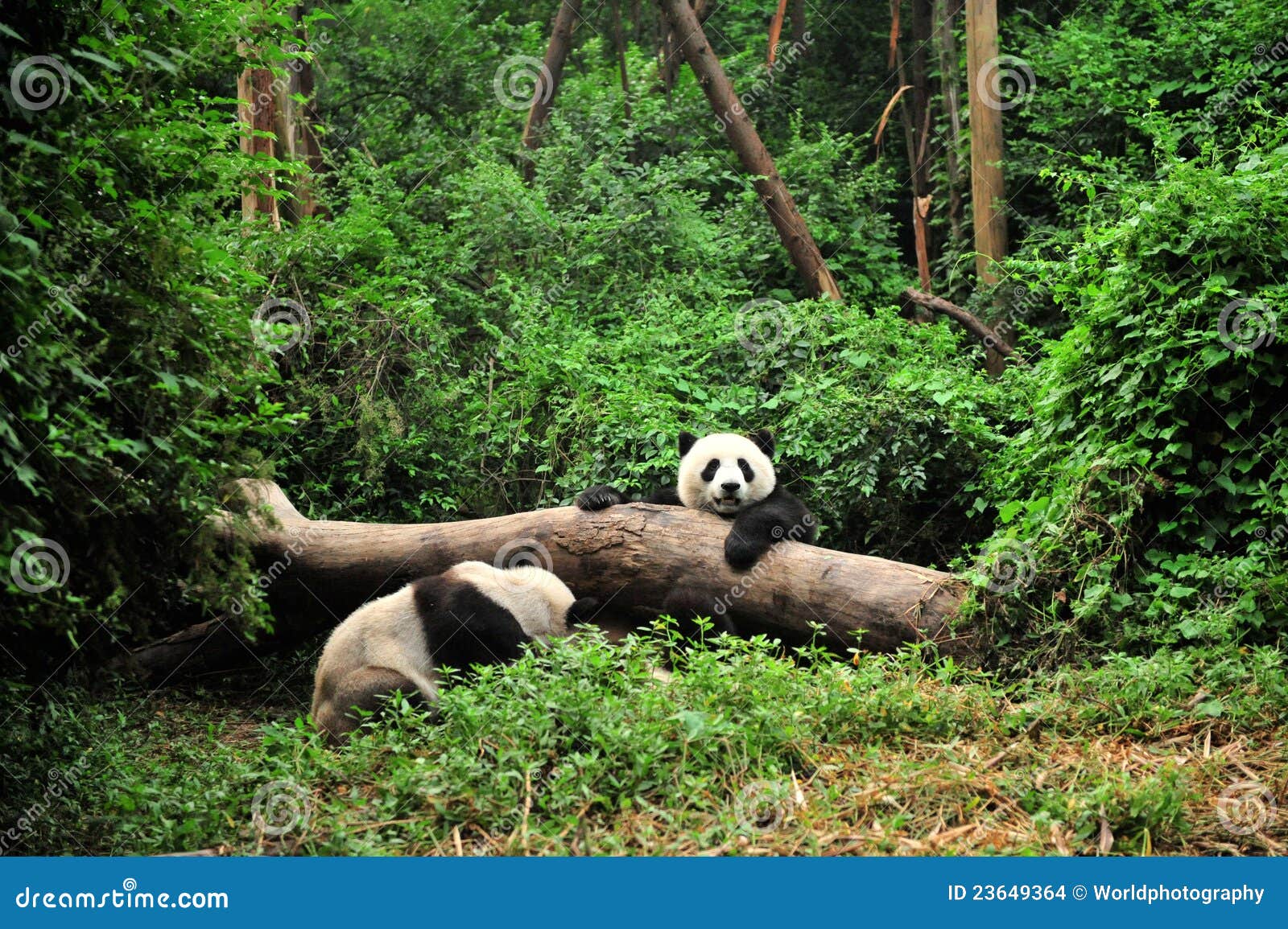Panda in playing time stock photo. Image of extinction - 23649364